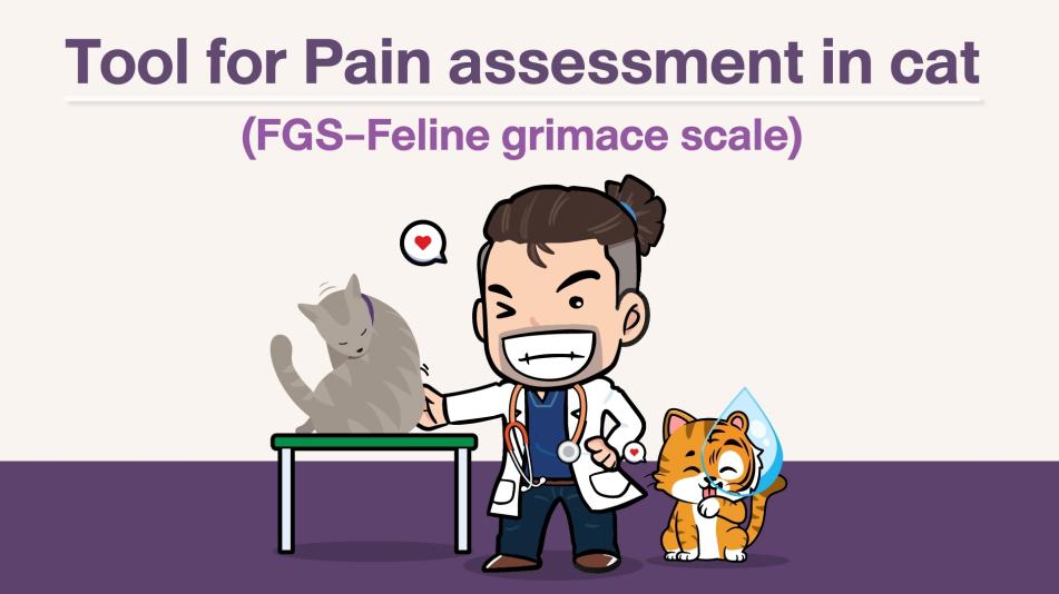 Feline Grimace Scale : Pain assessment in cats